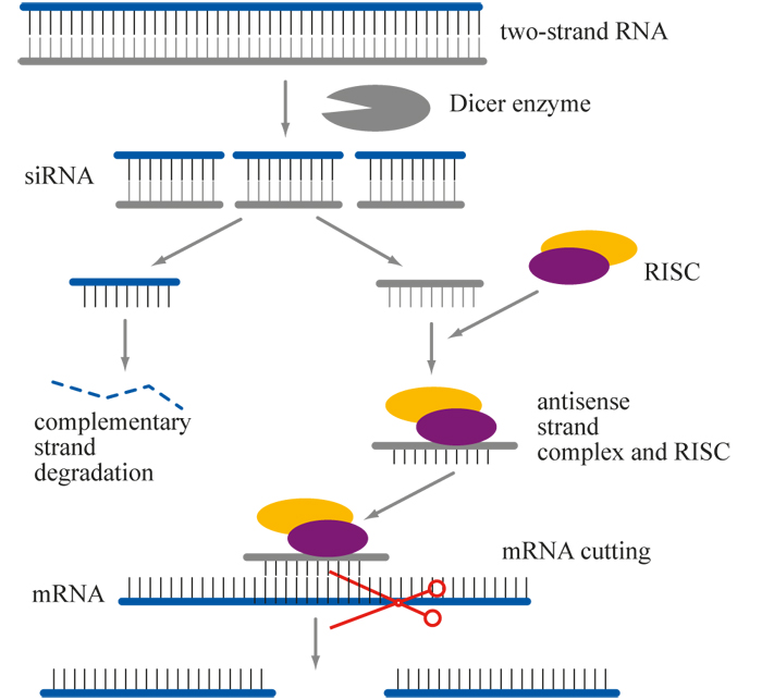 De la Premiul Nobel la primul medicament: blocarea genelor patologice ...