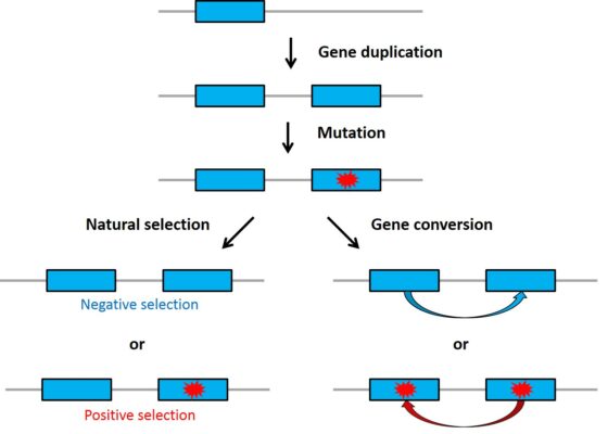 STUDIU. Câte mutații genetice sunt necesare pentru apariția cancerului?