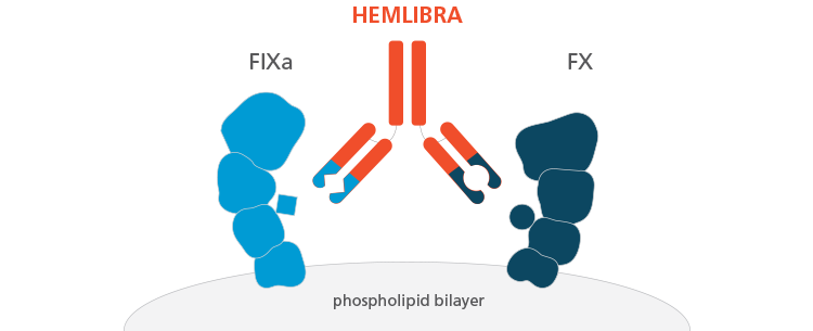 Hemlibra, aproape de aprobare în Europa: primul tratament pentru ...