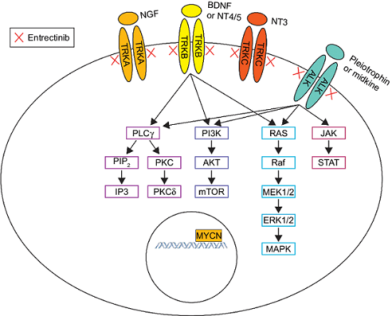 Entrectinib este recomandat spre aprobare în UE pentru tumorile solide ...