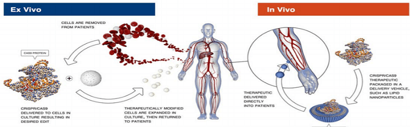 Tehnologia de editare genomică CRISPR, utilizată pentru prima oară in ...