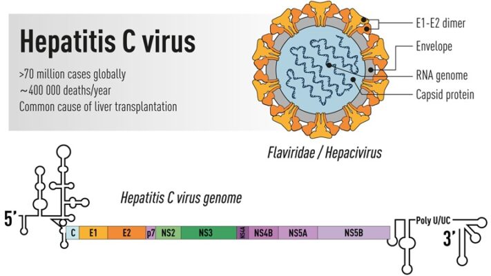 Premiul Nobel pentru Fiziologie sau Medicină 2020: descoperirea ...