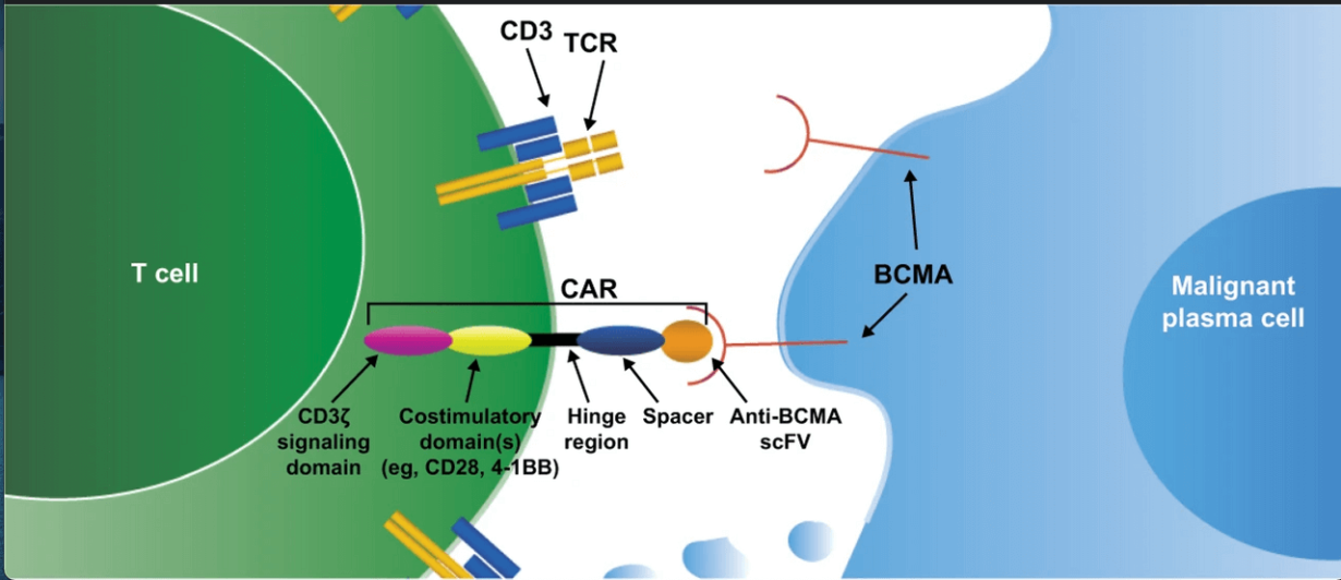 FDA aprobă prima terapie celulară anti-BCMA pentru pacienții cu mielom ...