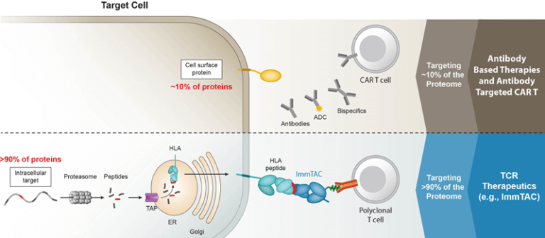 UPDATE. Tebentafusp, aprobat în UE ca tratament în melanomul uveal ...