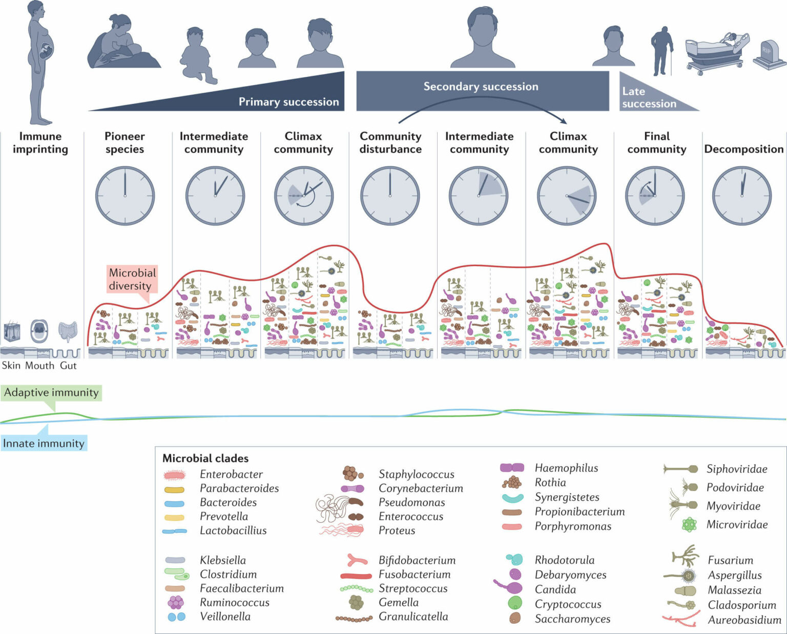 Microbiomul uman – în dinamică din prima până în ultima zi de viaţă ...